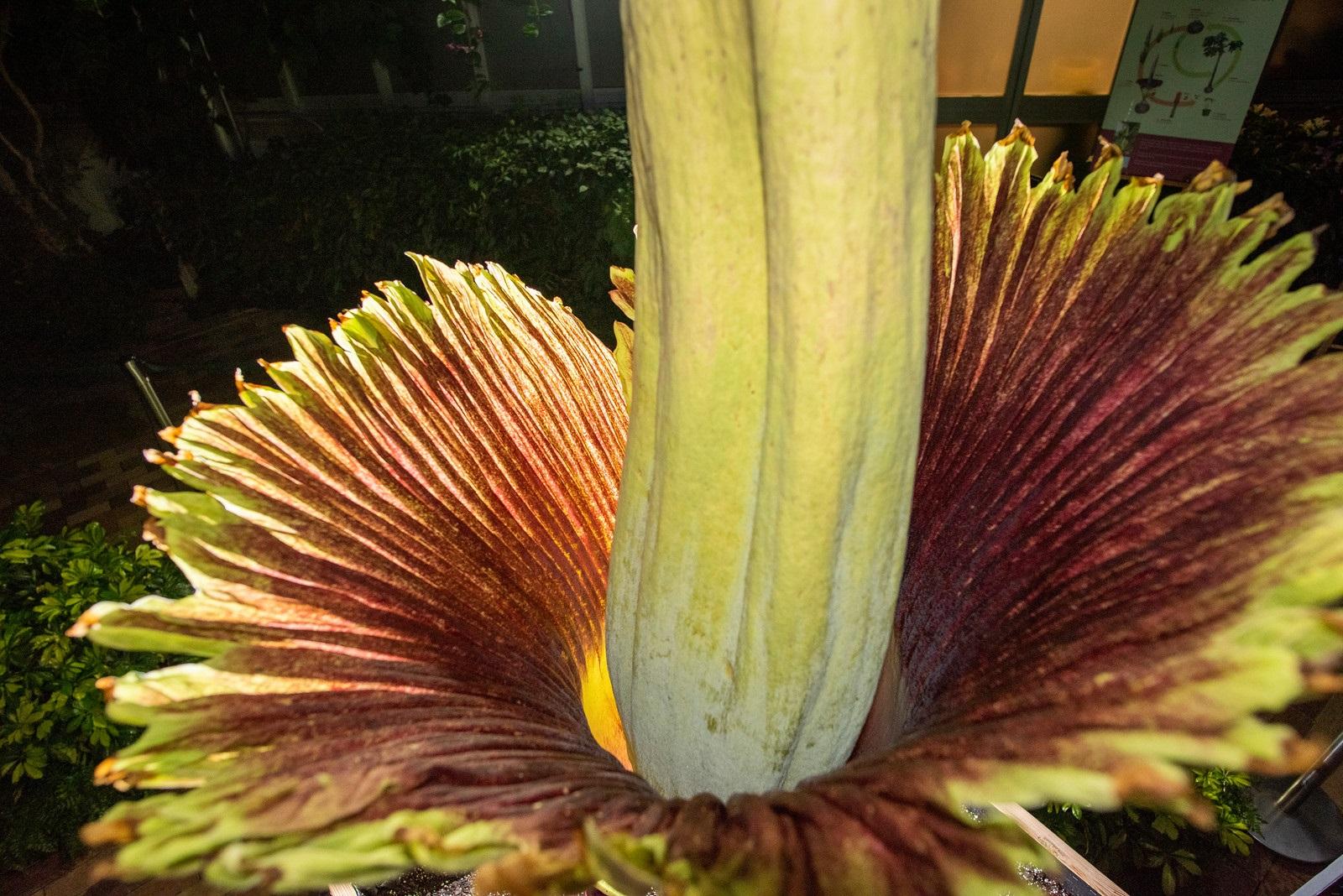 Corpse Flower Java Blooms Again, Setting 2 Botanic Garden Records | Chicago News | WTTW